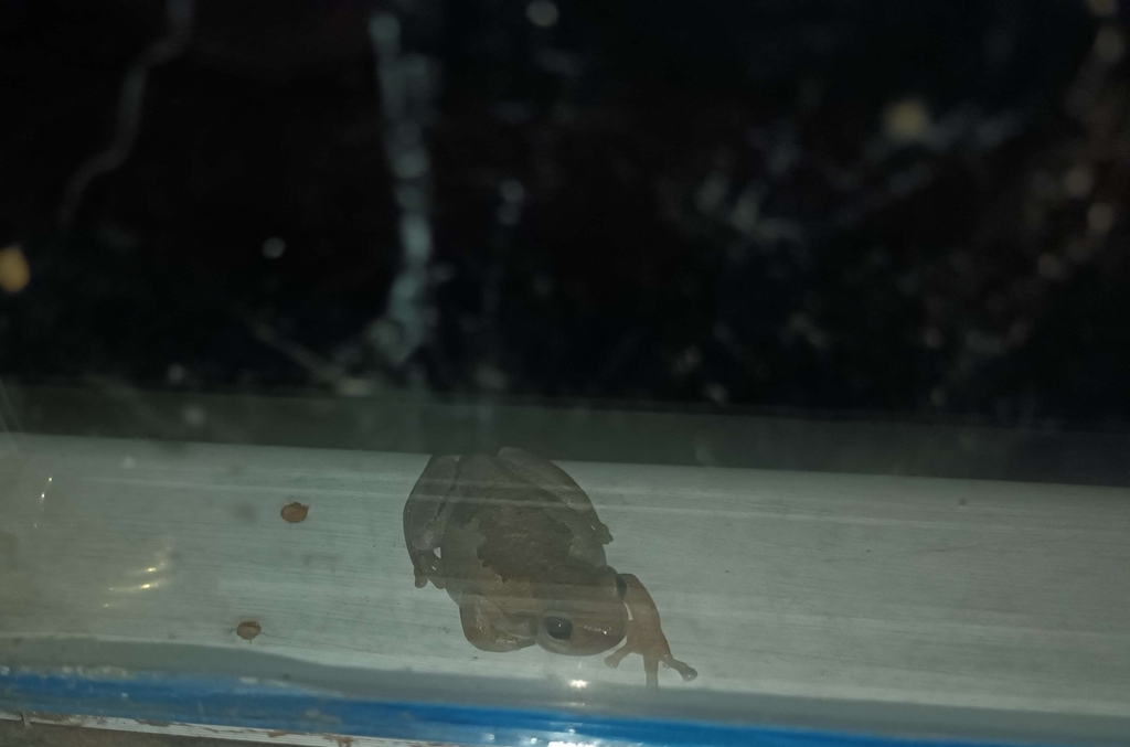 Slender bleating tree frog from Goombungee QLD 4354, Australia on ...