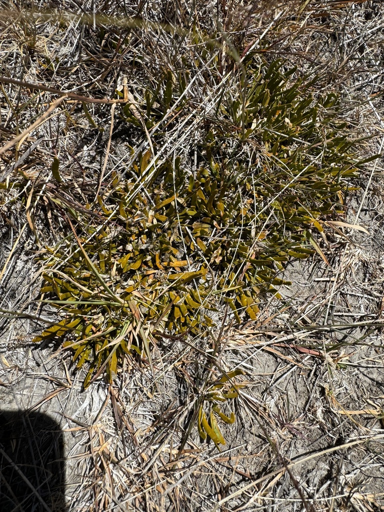 Stout Dwarf Broom from South Island/Te Waipounamu, Arthur's Pass ...