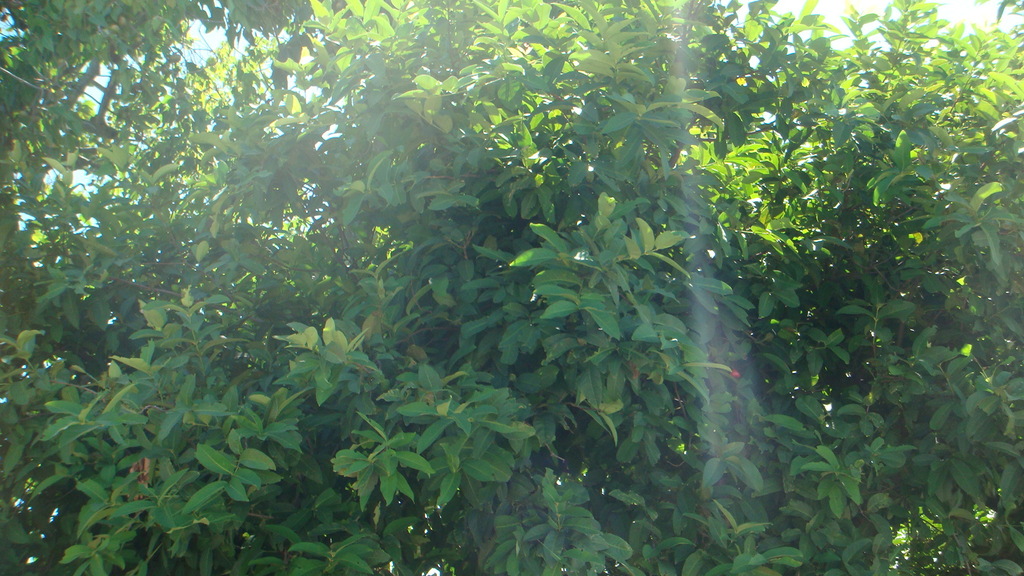 Wax Apple from 950台灣台東縣台東市 on July 30, 2011 at 02:14 PM by chinyunf ...