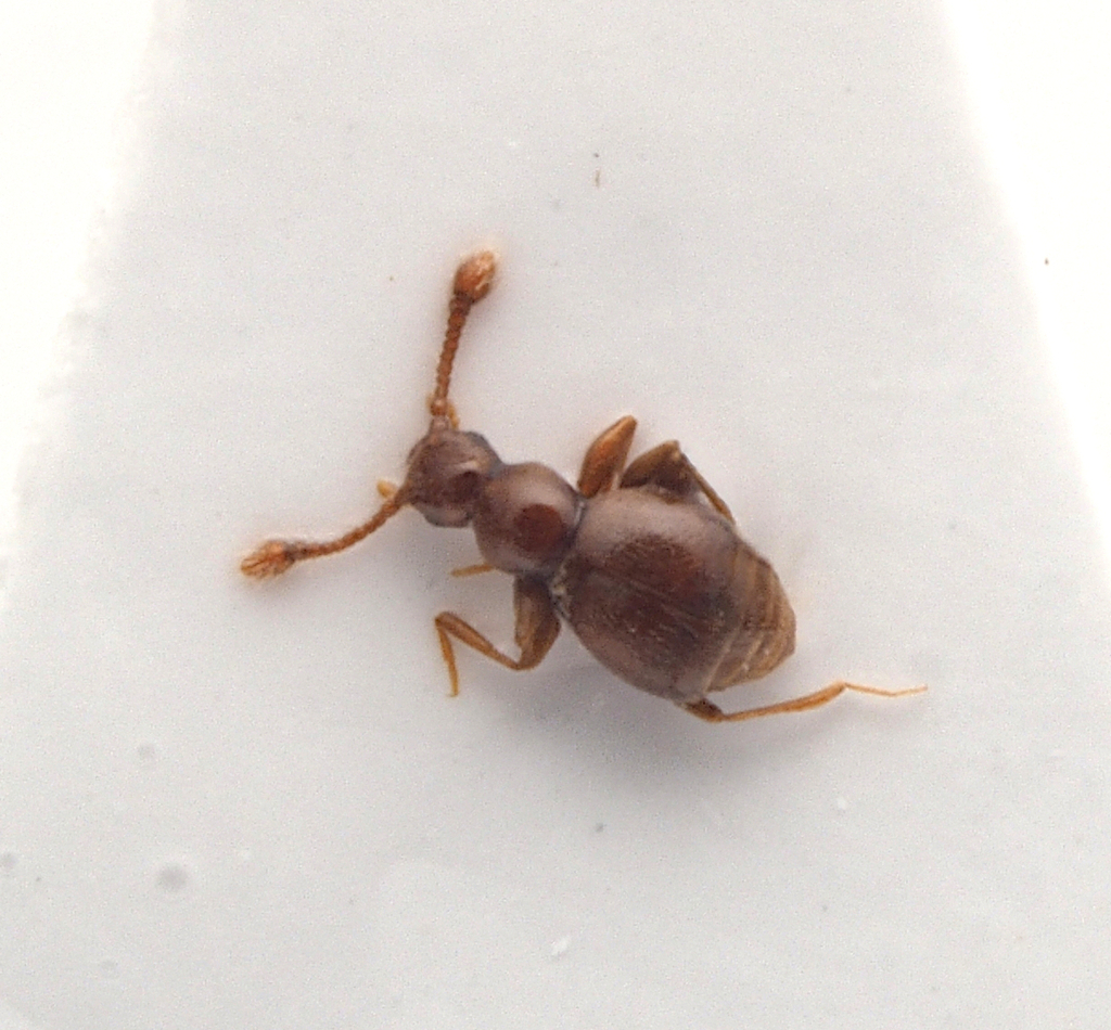 Ant-loving Beetles from Mount Glorious QLD 4520, Australia on December ...