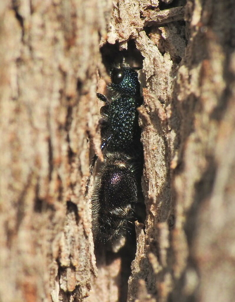 Aglaotilla from Talegalla Weir QLD 4650, Australia on January 12, 2024 ...