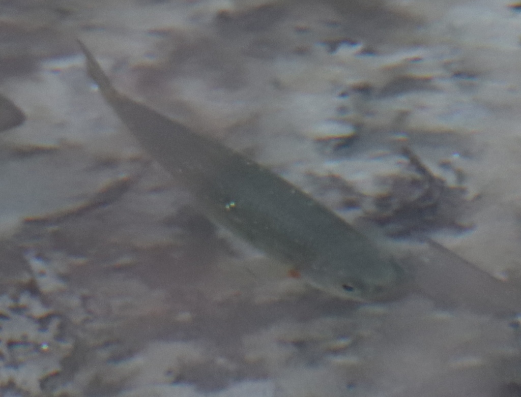 Italian riffle dace from Province of Treviso, Italy on January 11, 2024 ...