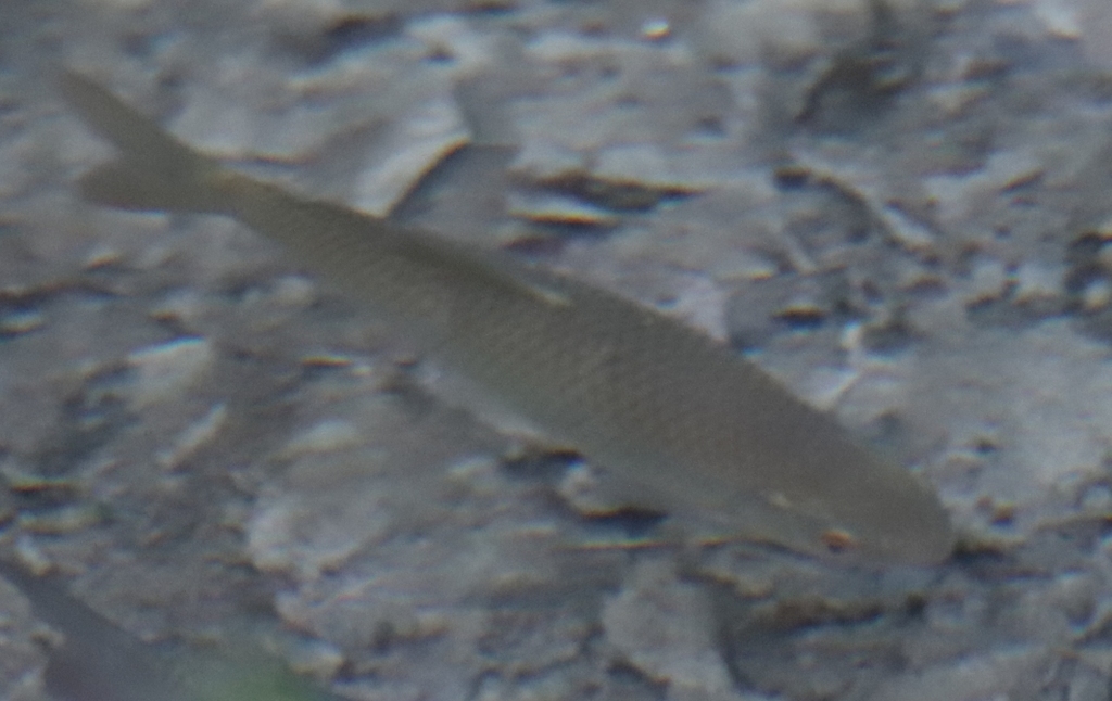 North Italian Roach from Province of Treviso, Italy on January 11, 2024 ...