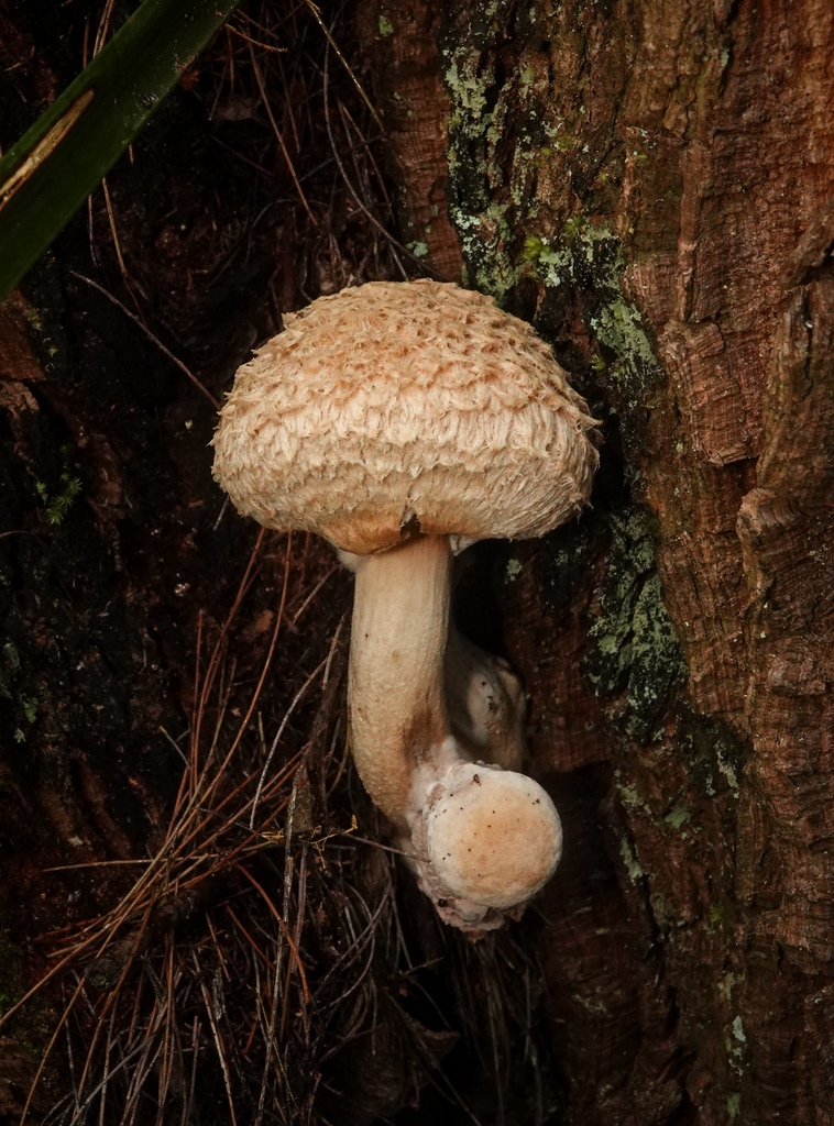 Boletellus from Sydney NSW, Australia on January 12, 2024 at 09:54 AM ...