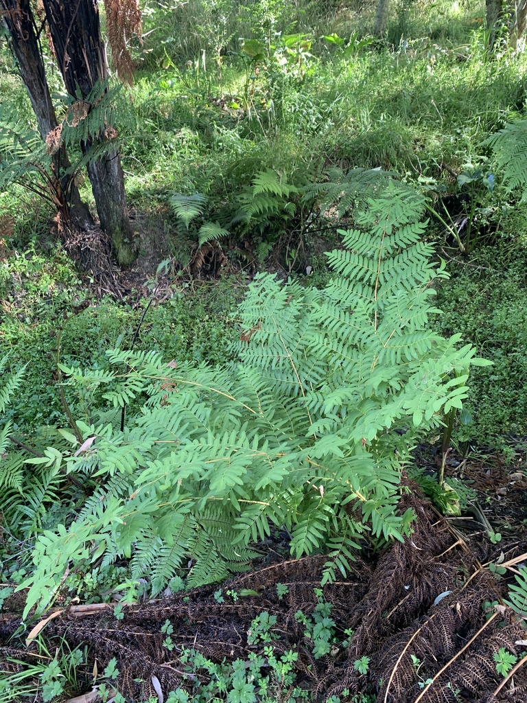 European royal fern in January 2024 by Jack Warden · iNaturalist