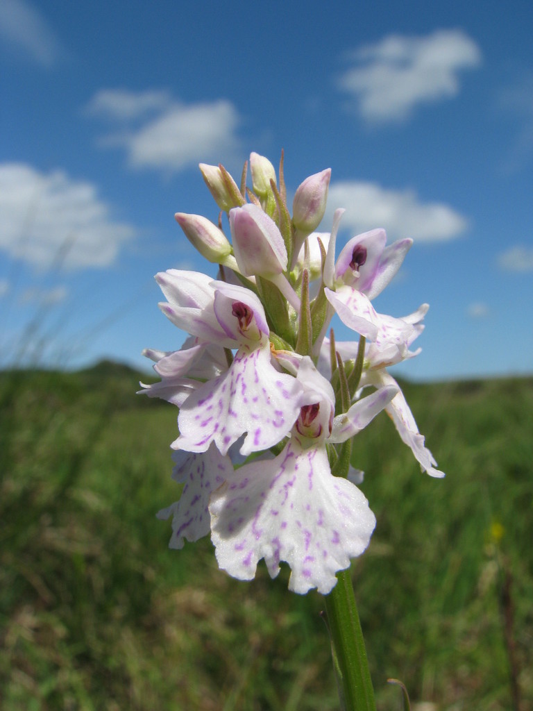 Heath Spotted-orchid (Orchidaceae La Rioja) · iNaturalist