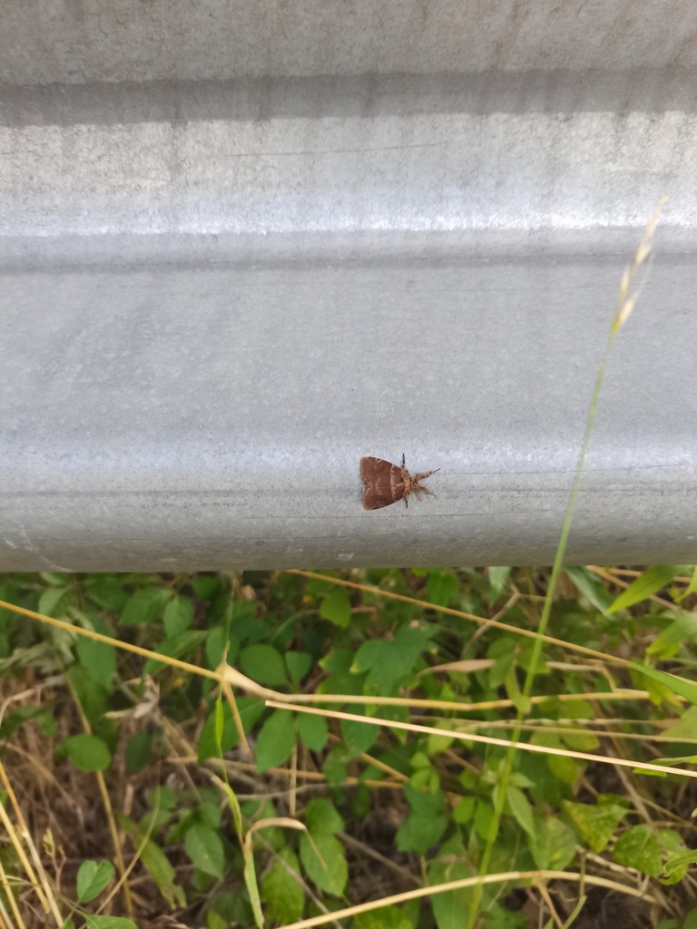 Ilema olivacea from 北仑区, 宁波市, 浙江省, CN on July 30, 2022 at 04:58 PM by ...