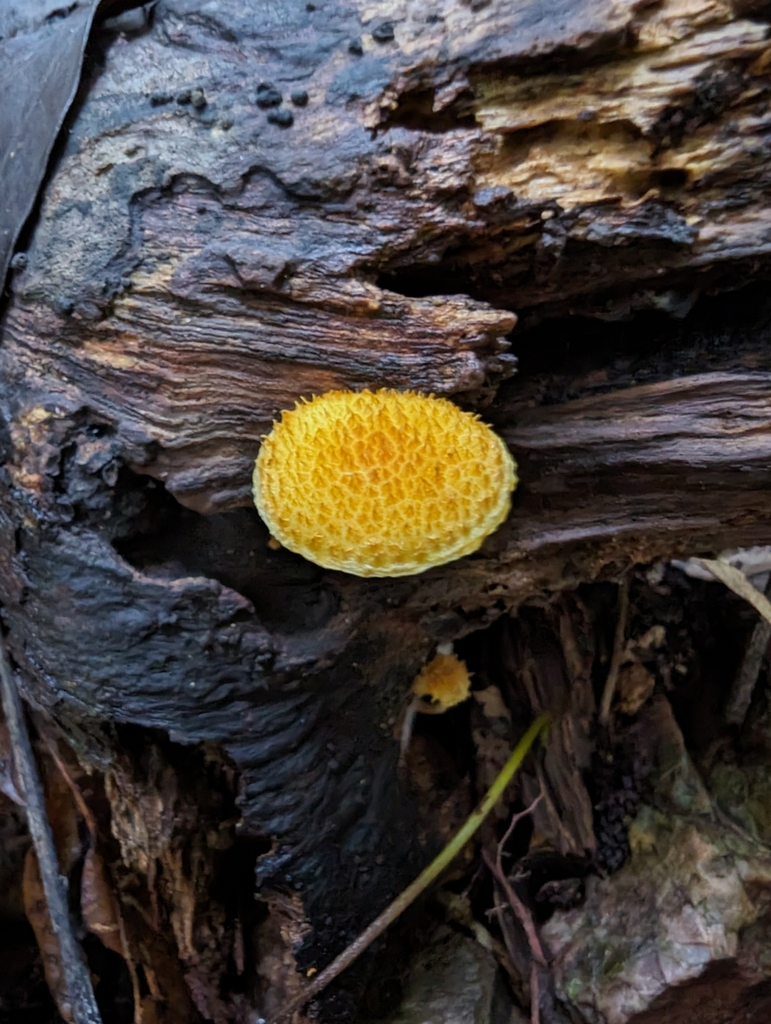 Golden-scruffy Collybia from Dundas QLD 4306, Australia on January 12 ...