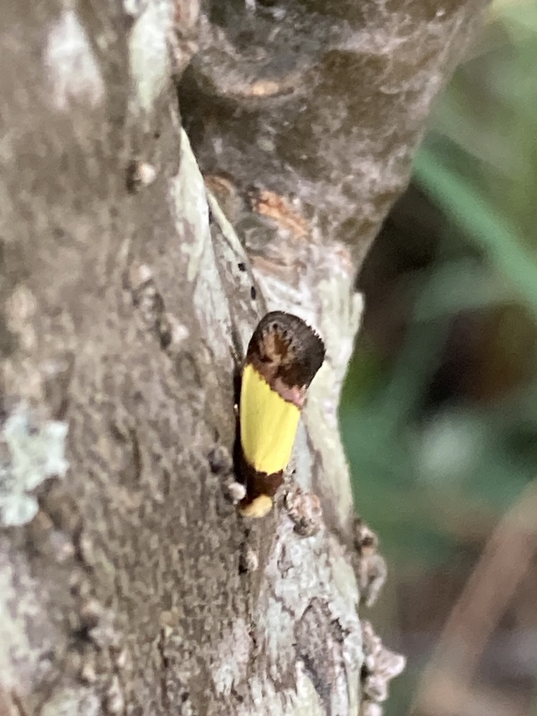 Edosa xystidophora from Burraneer Rd, Coomba Park, NSW, AU on January ...