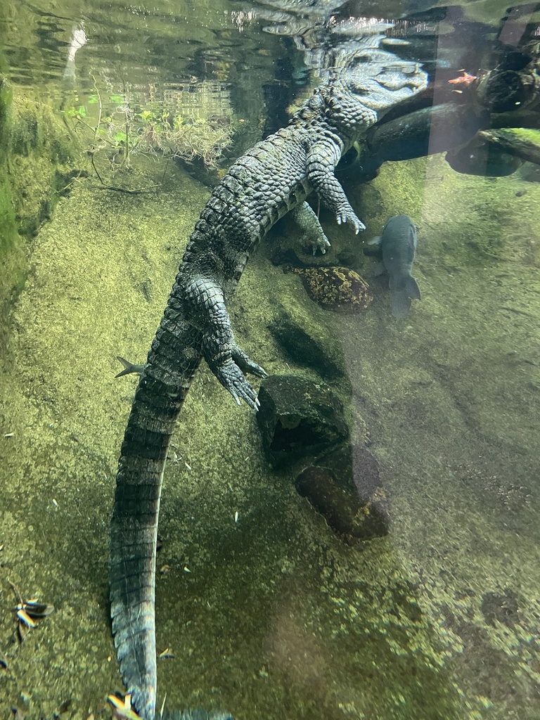 Chinese Alligator in January 2024 by ivanwong27 · iNaturalist