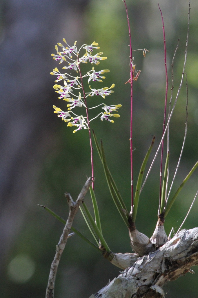 Brown tea tree orchid in October 2016 by HasseA · iNaturalist