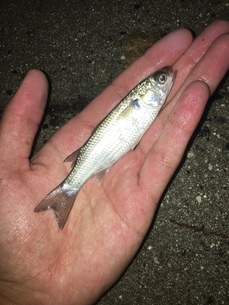 Sea Mullet from North Atlantic Ocean, NC, US on September 7, 2023 at 10 ...