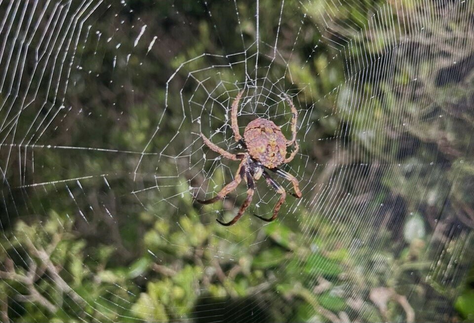 Poltys monstrosus from Western District, South Africa on January 10 ...