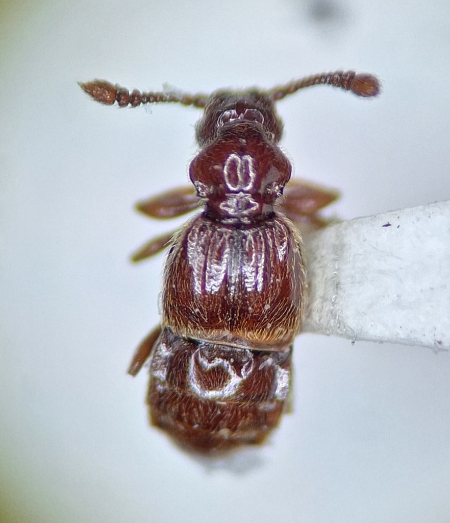 Oropus striatus from Coquitlam, BC V3E 3H3, Canada on July 24, 2010 at ...