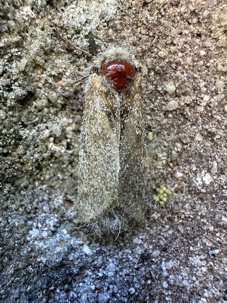 Old World Flannel Moths from Table Mountain National Park, Cape Town ...