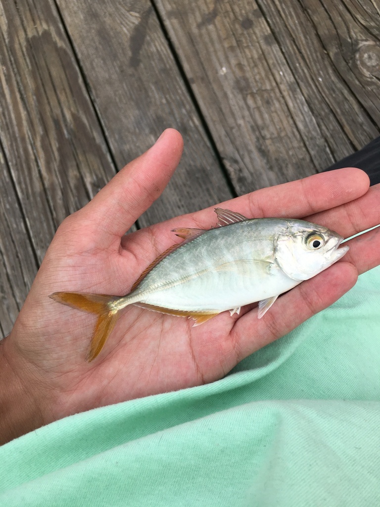 Blue Runner from North Atlantic Ocean, NC, US on September 21, 2023 at ...