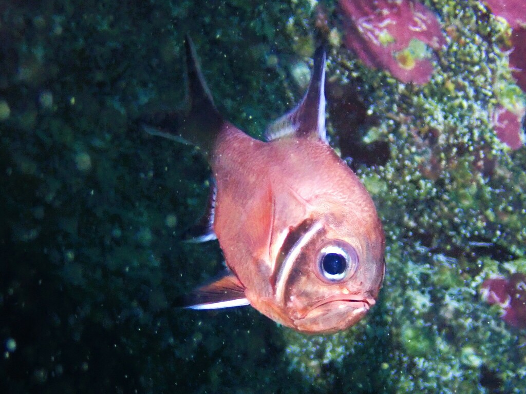 Southern Roughy from Bushrangers Bay, Bass Point Tourist Rd, Shell Cove ...