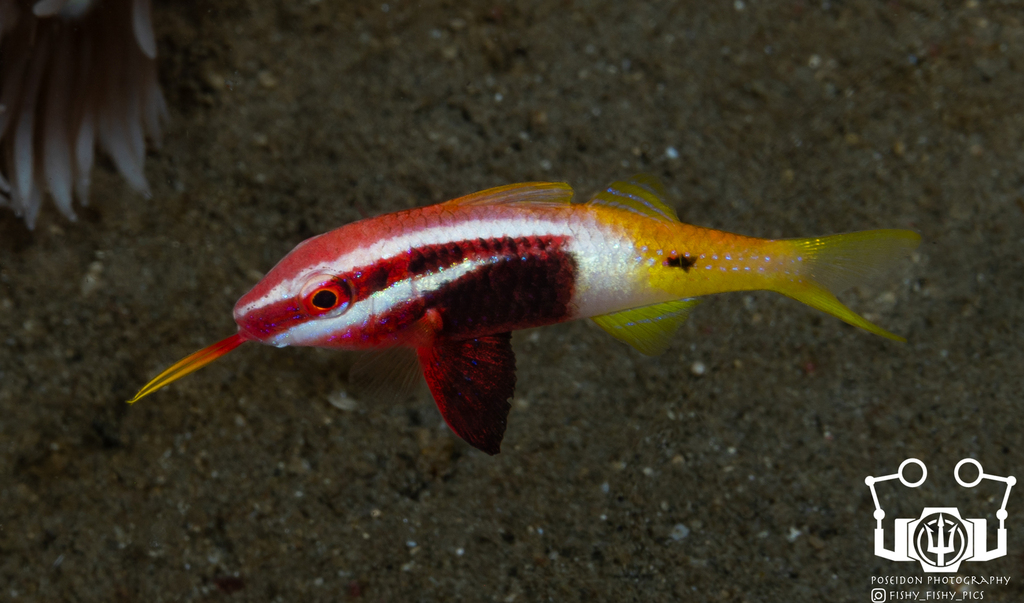 Bicolour Goatfish from Zamboanguita, Negros Oriental, Philippines on ...