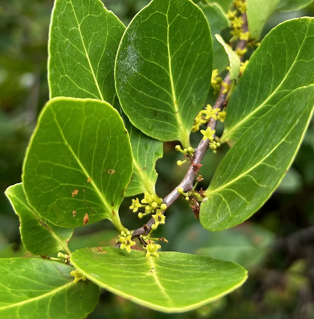 (Maytenus versluysii) - Botanical Realm