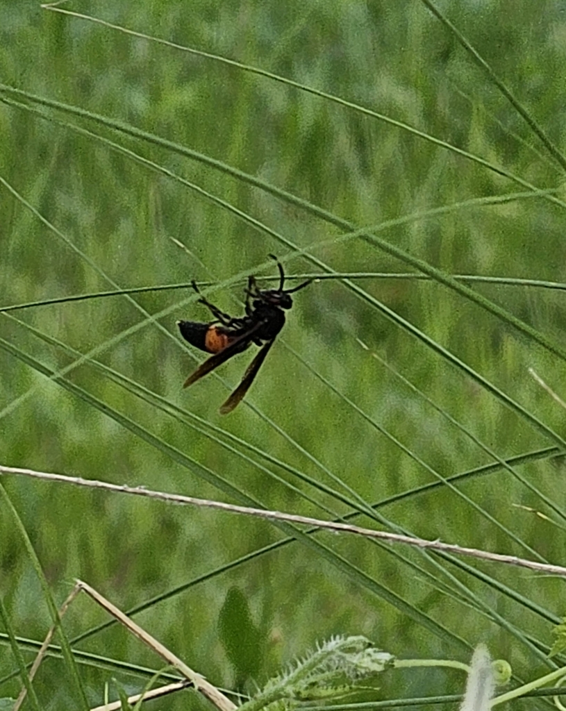 Lesser Banded Hornet from Central, SG on January 12, 2024 at 09:15 AM ...