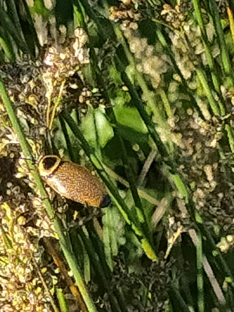 bush cockroach from Brighton North VIC 3186, Australia on January 12 ...