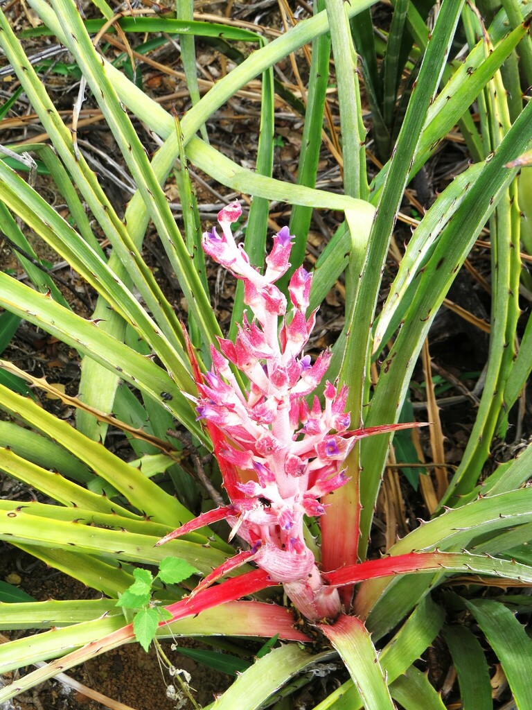 Bromelia arenaria from Floresta - PE, 56400-000, Brasil on January 11 ...