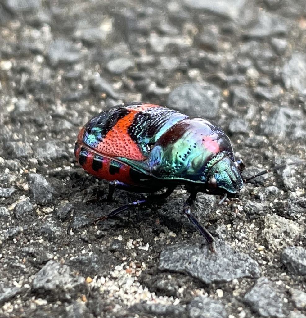 Red Jewel Bug from Tasmania, Sandford, TAS, AU on January 12, 2024 at ...