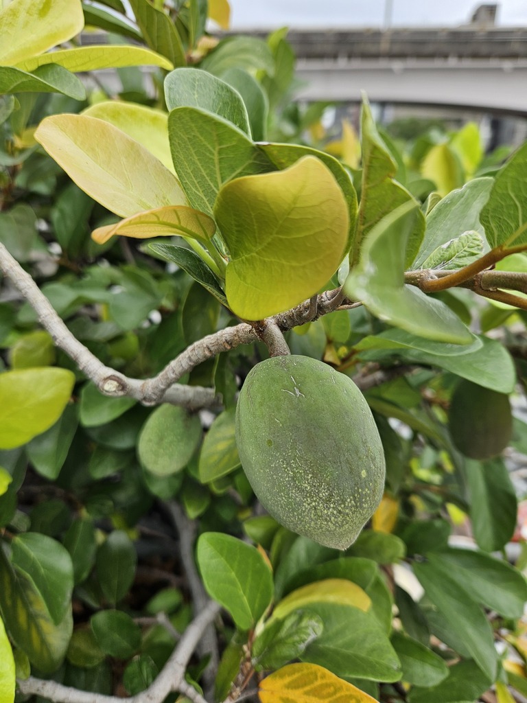 Ficus pumila pumila from 台灣臺北 on January 6, 2024 at 02:33 PM by 胡正恆 ...