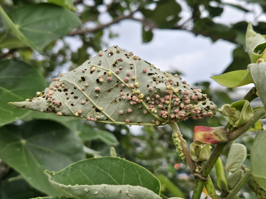 Gall and Rust Mites from 台灣臺北 on January 6, 2024 at 02:37 PM by 胡正恆 ...