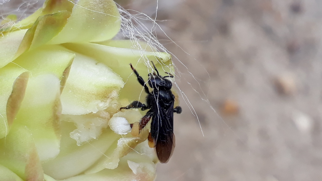Spiny-legged Stingless bee from Boa Vista, State of Paraíba, 58123-000 ...