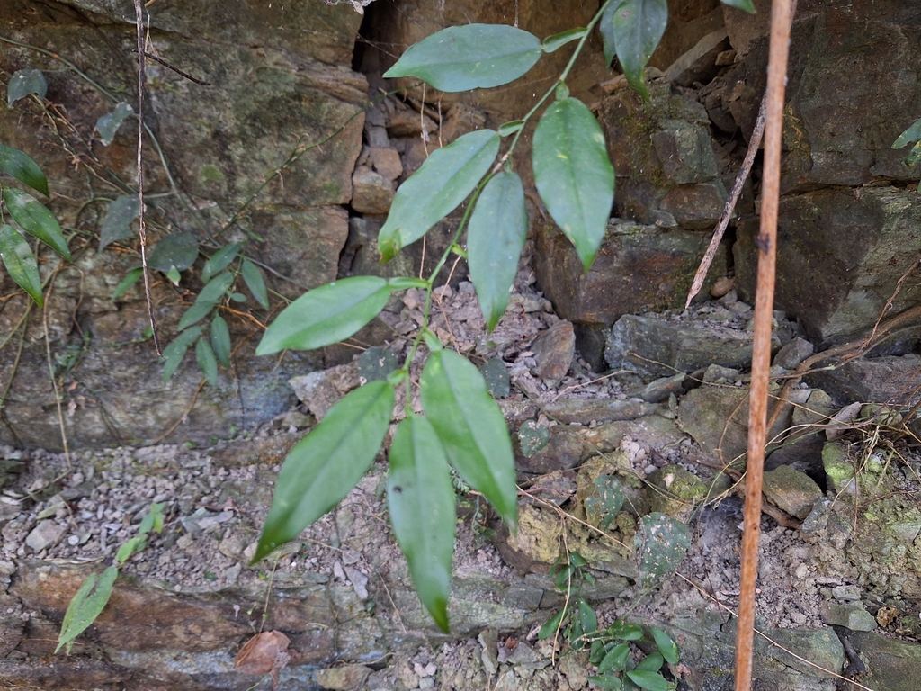 Chinese Pothos from 313台灣新竹縣尖石鄉新竹縣尖石鄉 on January 12, 2024 at 11:09 AM ...