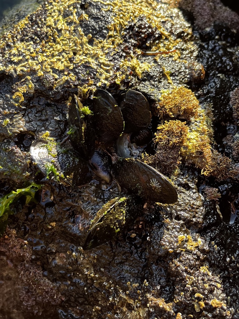 Black Mussels from Altona Bay, Williamstown, VIC, AU on January 12 ...