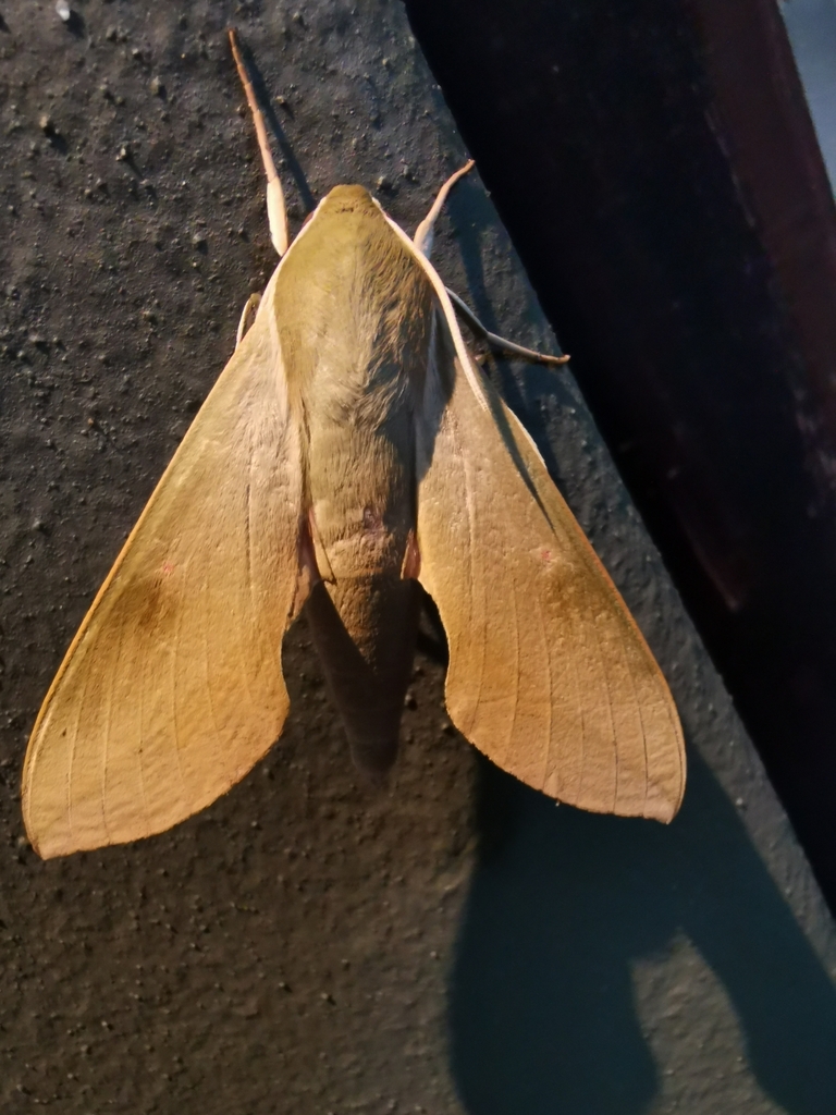 Cape Hawk from Hluhluwe, South Africa on December 20, 2023 at 05:51 AM ...