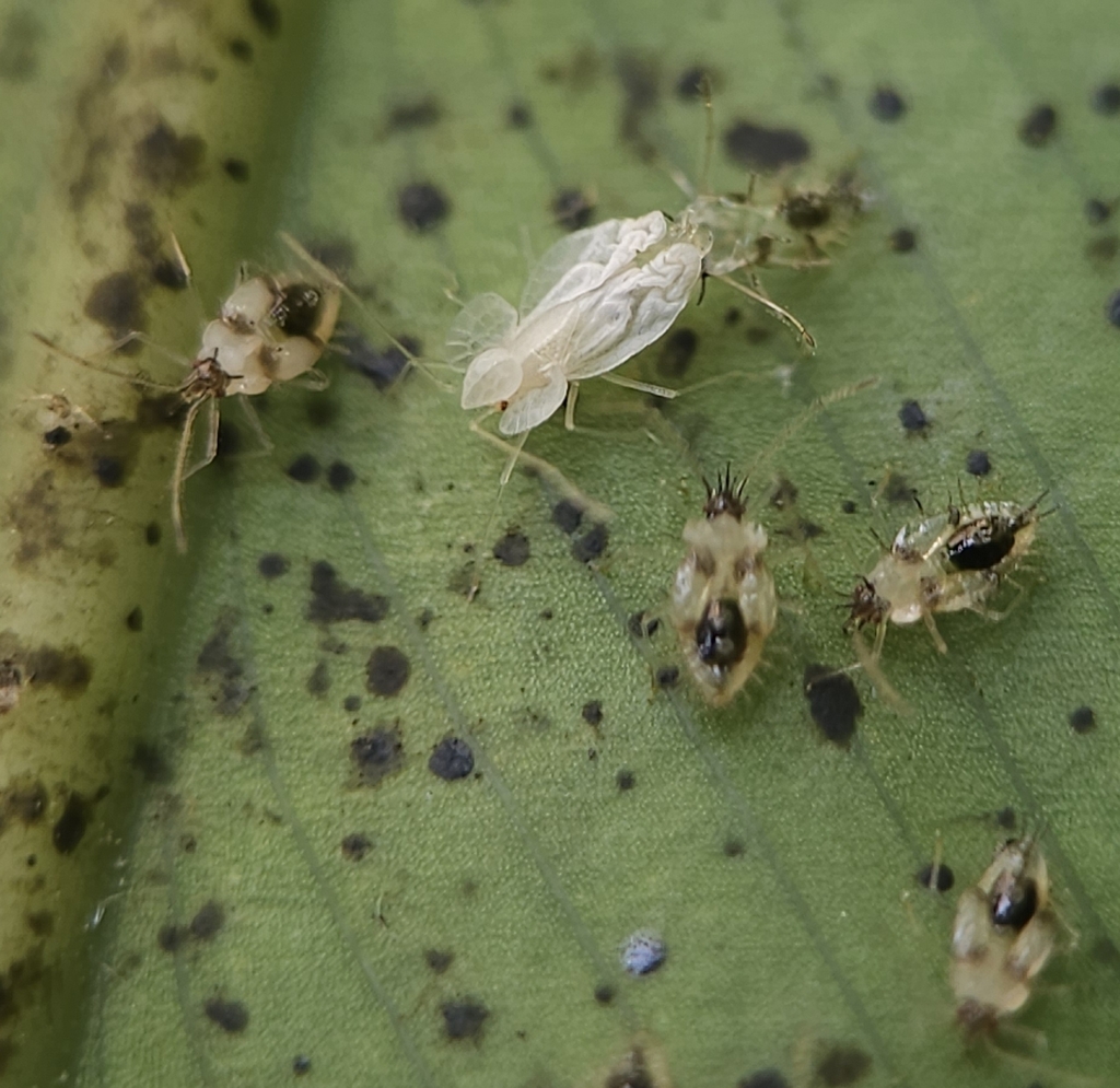 Banana lace-wing bug from Gardens by the Bay on January 12, 2024 at 11: ...