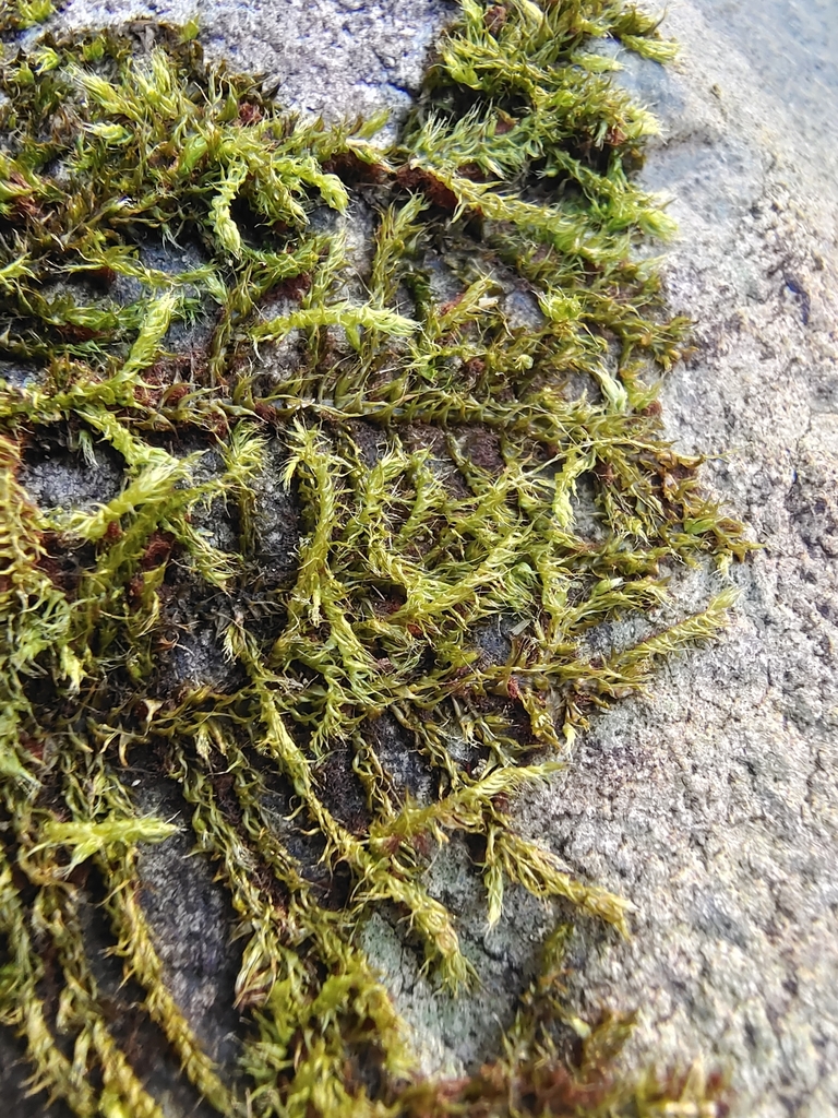 Kneiff's hook-moss from Yichun, CN-JX, CN on January 12, 2024 at 02:57 ...