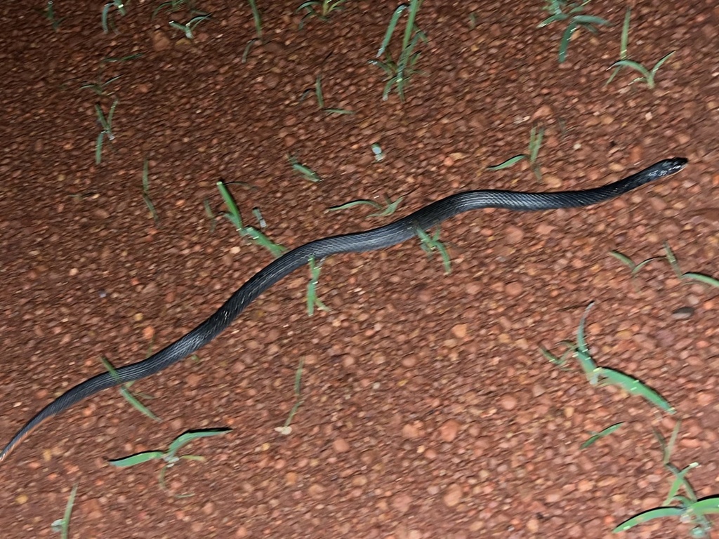 Common keelback from Weipa Mapoon Rd, Mission River, QLD, AU on January ...