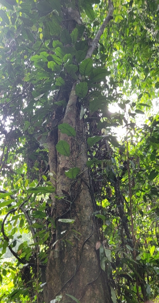 Coula edulis from Banco, CI-AB, CI-AB-AB, CI on January 7, 2024 at 12: ...