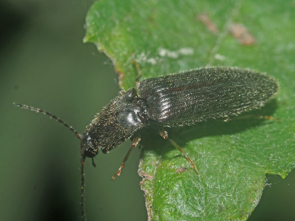 common brown click beetle from Truderinger Wald, München, Bayern ...