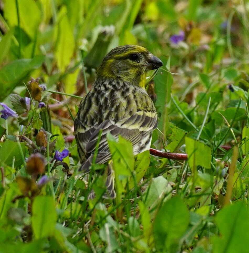 European Serin from 70 Stuttgart, Germany on April 30, 2022 at 05:00 PM ...