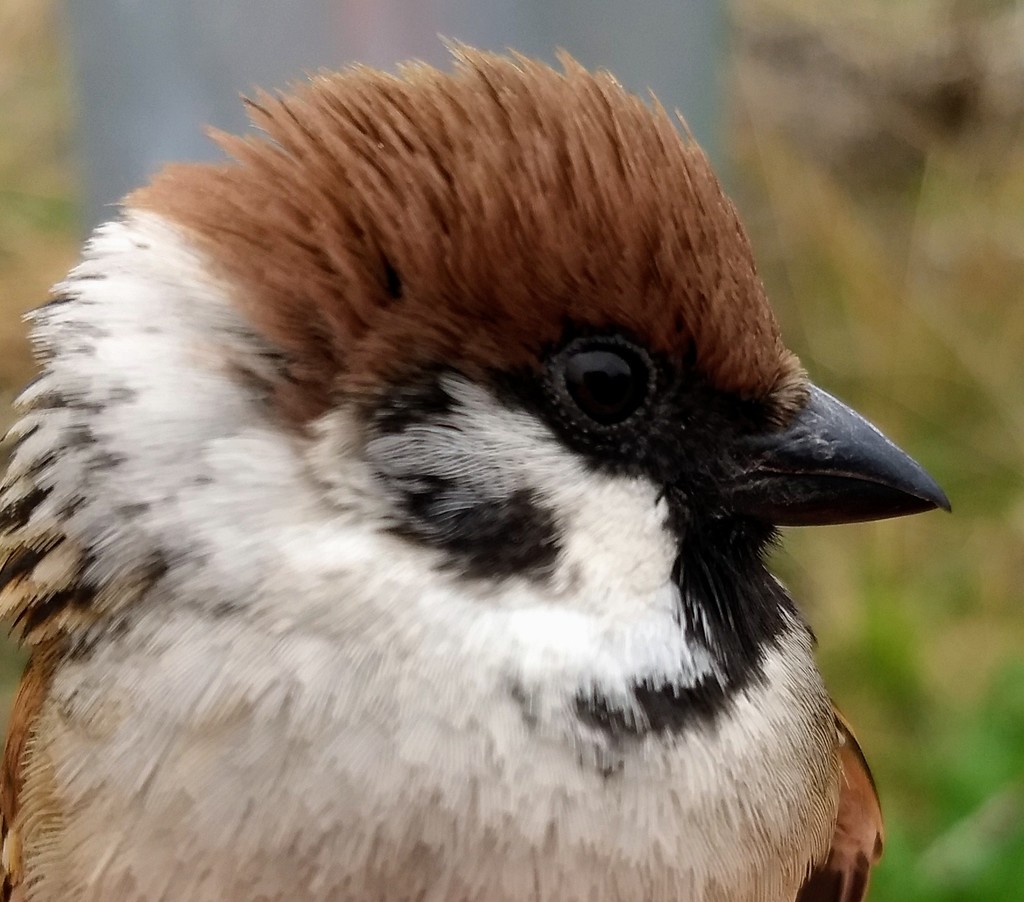 Eurasian Tree Sparrow from 9711 Litzsinger Rd, St. Louis, MO 63124, USA ...