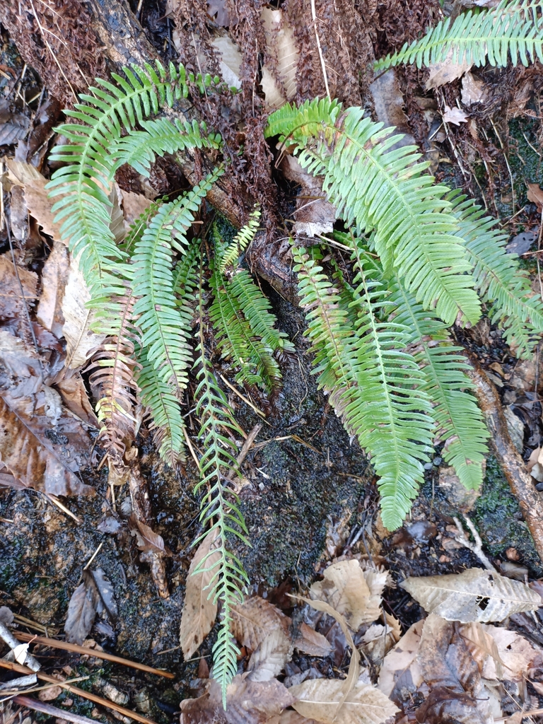 deer fern from Varese, Lombardia, IT on January 12, 2024 at 02:33 PM by ...
