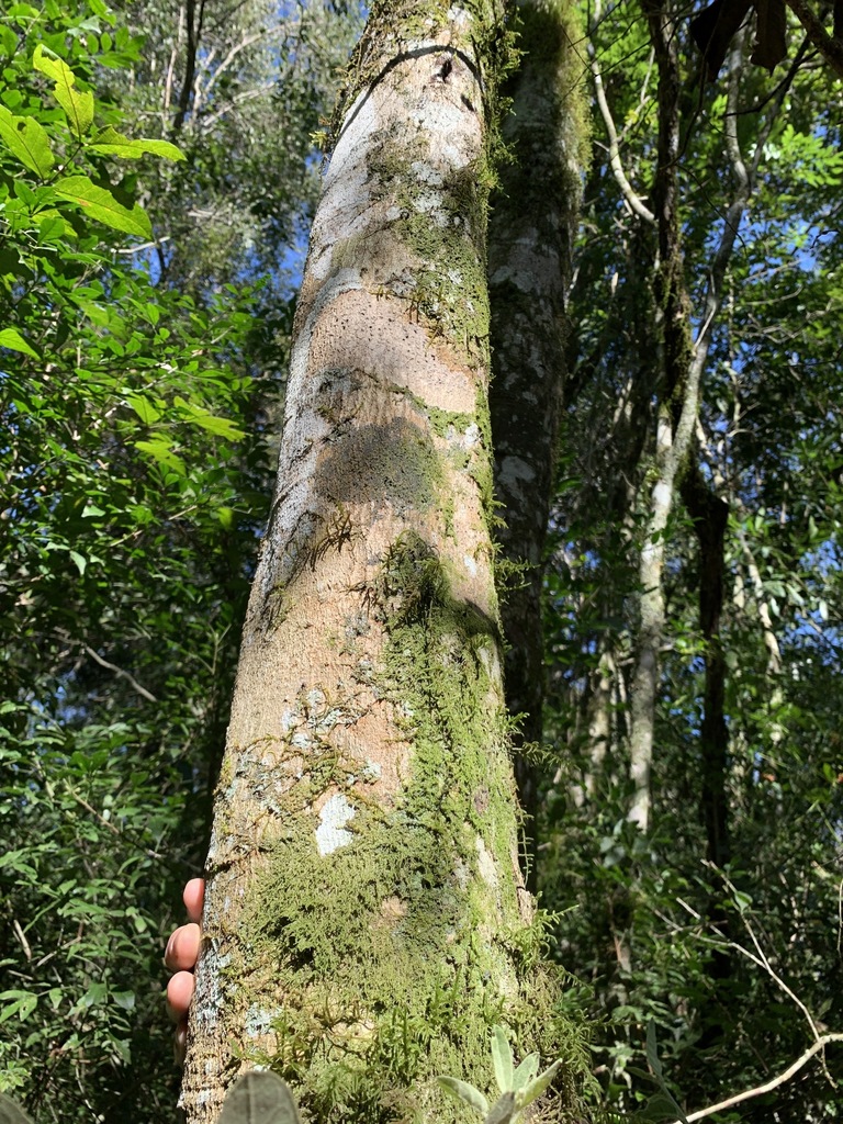 Matayba elaeagnoides from -27.464469, -55.564906 on July 22, 2023 at 11 ...