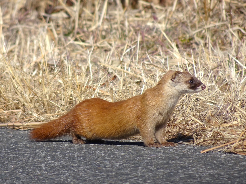 Japanese Weasel in January 2024 by ts04 · iNaturalist