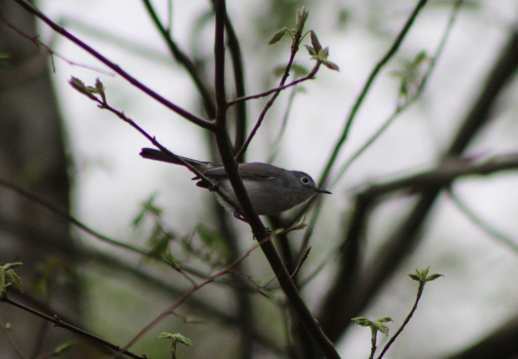 Blue-gray Gnatcatcher from Southampton County, VA, USA on April 09 ...