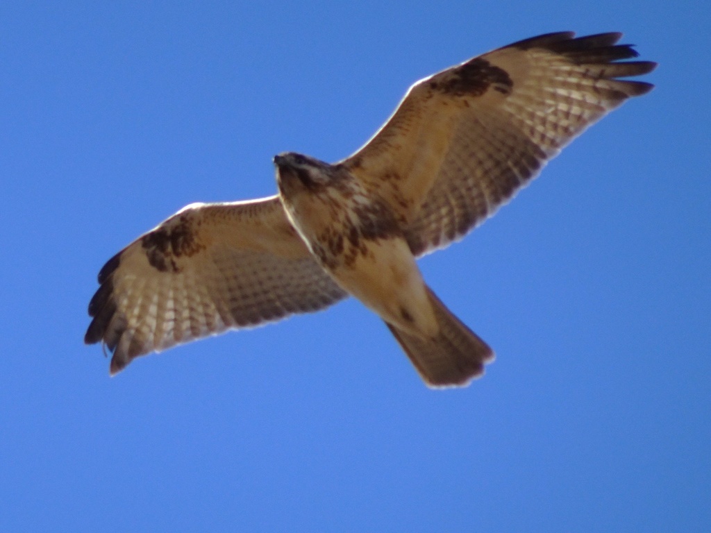 Eastern Buzzard from 渡良瀬遊水地, 邑楽郡板倉町, 群馬県, JP on January 12, 2024 at 12: ...