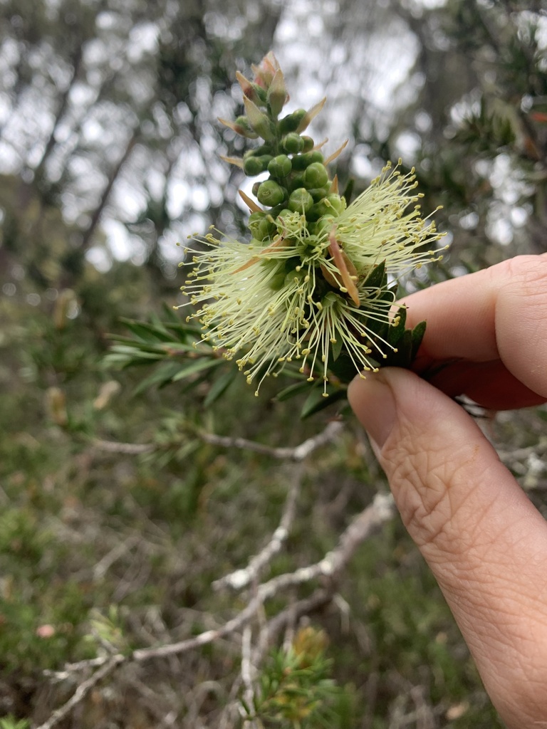 Melaleuca virens from Cradle Mountain-Lake St Clair National Park, Lake ...