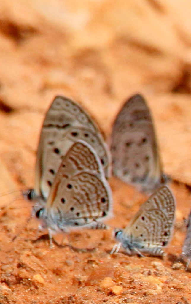 Bright Babul Blue from Waterberg District Municipality, South Africa on ...