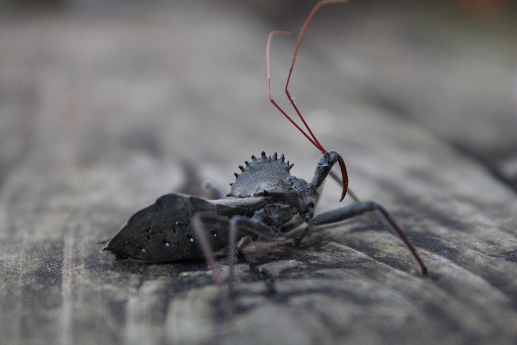 North American Wheel Bug in November 2023 by Matthew Lindsey · iNaturalist