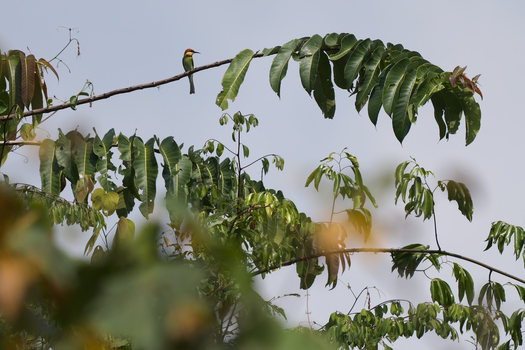 flowering plants from 79QQ+Q8H, Na Hin Lat, Pak Phli District, Nakhon ...