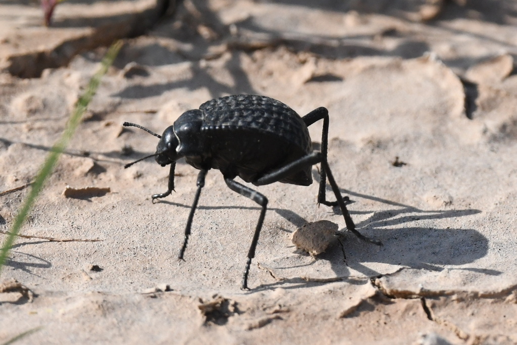 Pitted Beetle from Al Rayyan, Al Rayyan, QA on January 12, 2024 at 09: ...